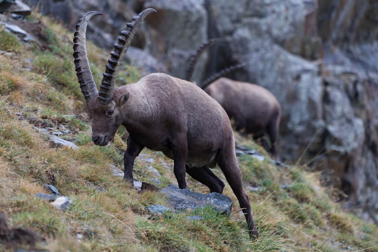 25 destinations où observer des animaux France & Etranger