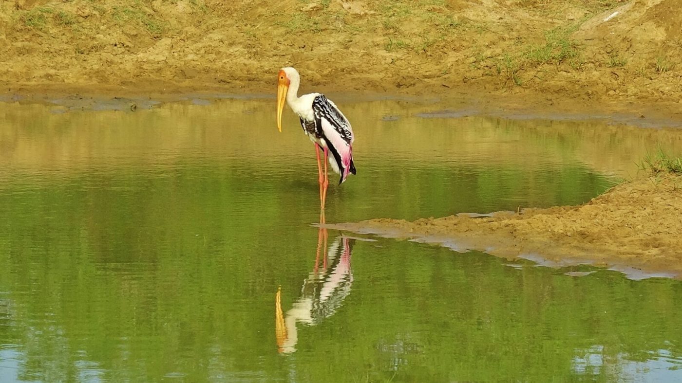 25 destinations où observer des animaux France & Etranger