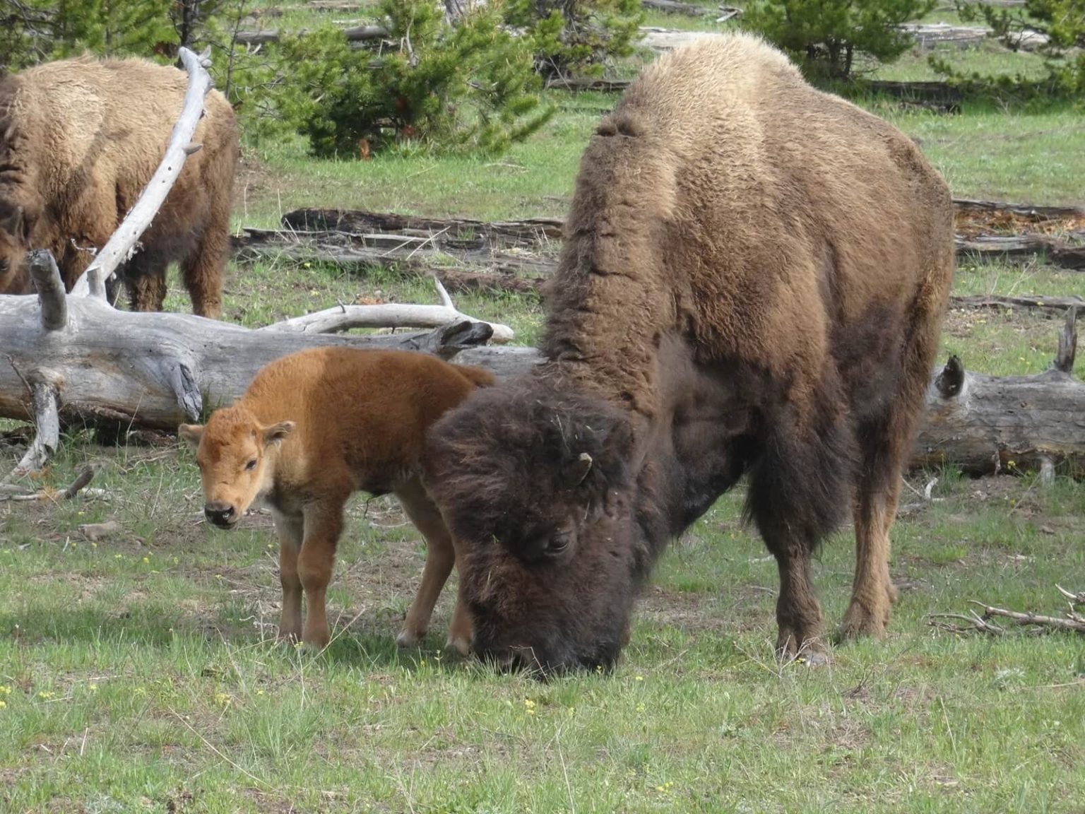 25 destinations où observer des animaux France & Etranger